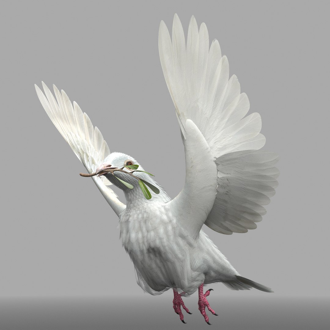 dove animation bird 3d model