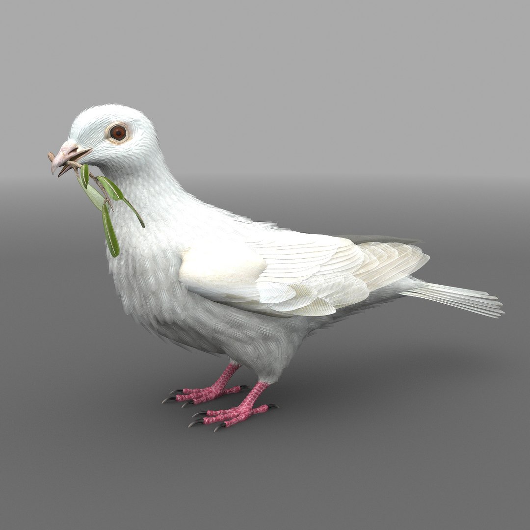 dove animation bird 3d model