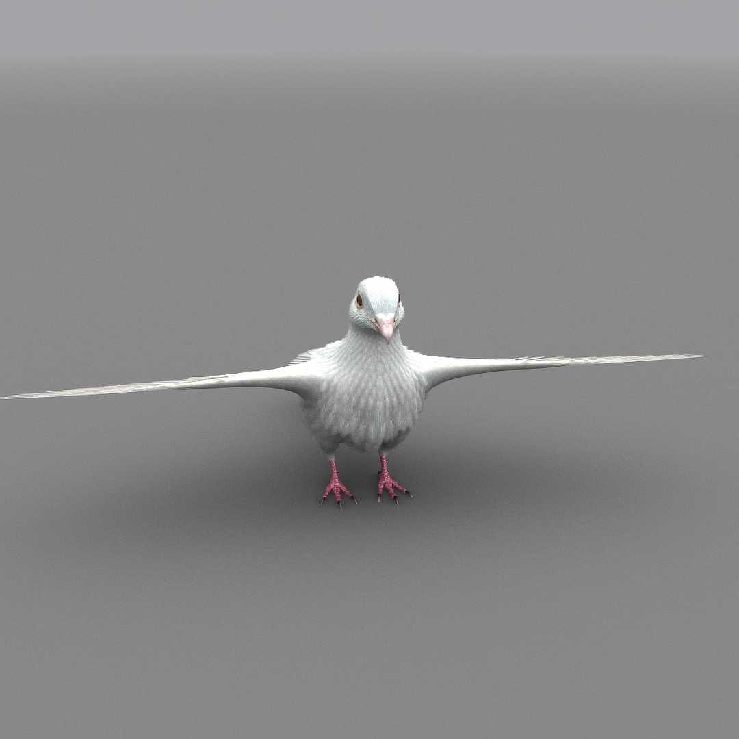 dove animation bird 3d model