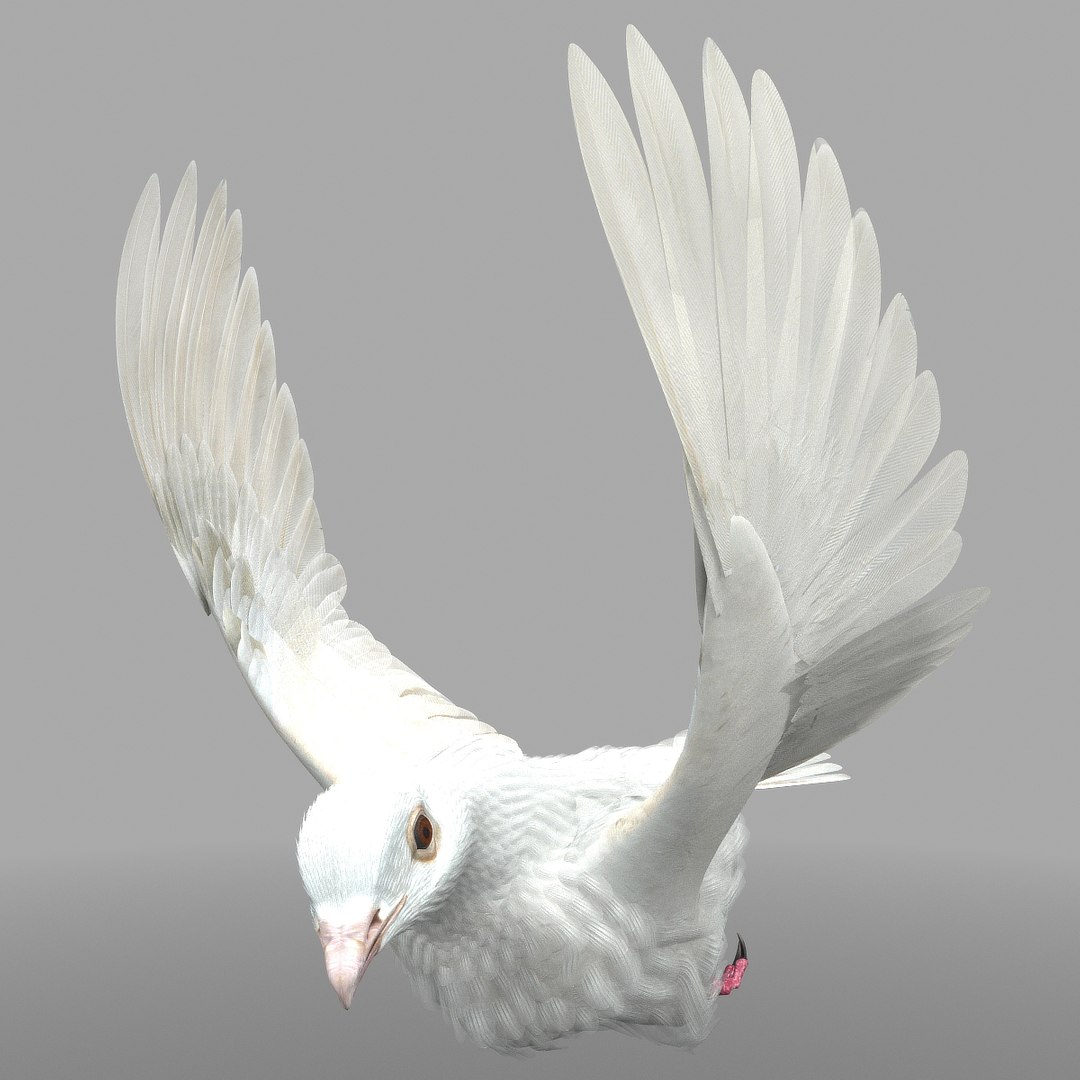 Dove Animation Bird 3d Model