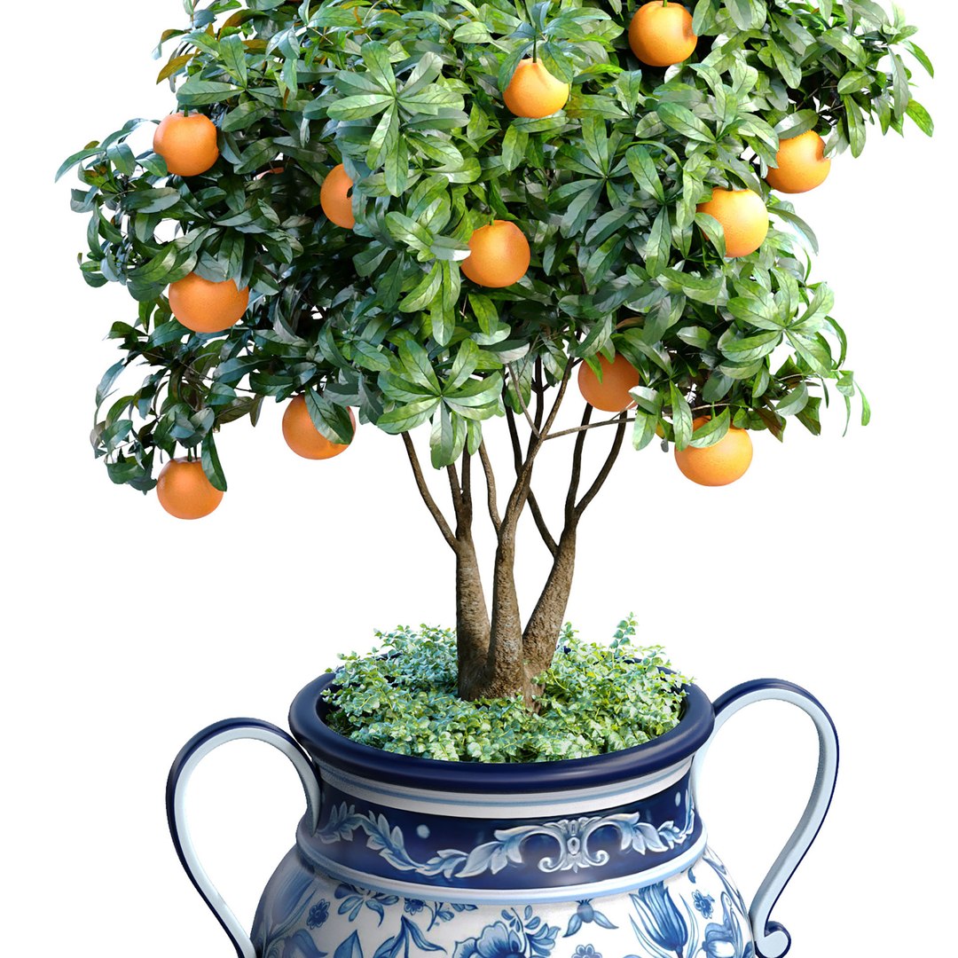 Orange Tree In An Italian Vase Ornamental Citrus Indoor Plant 3D ...