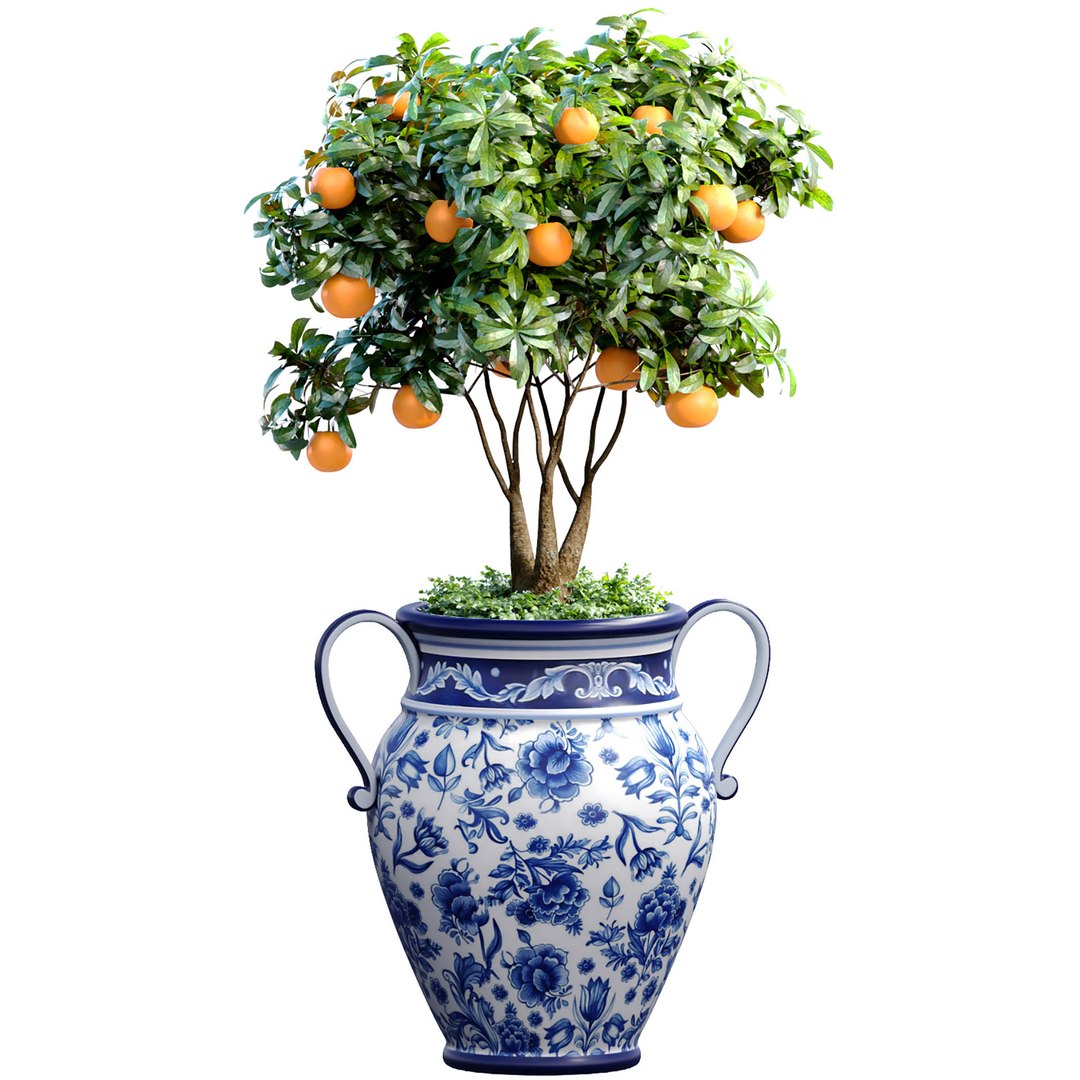Orange Tree In An Italian Vase Ornamental Citrus Indoor Plant 3D ...
