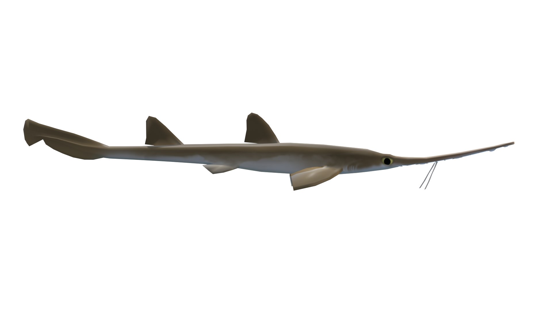 3D Smalltooth Sawfish 3D Model - TurboSquid 2311797
