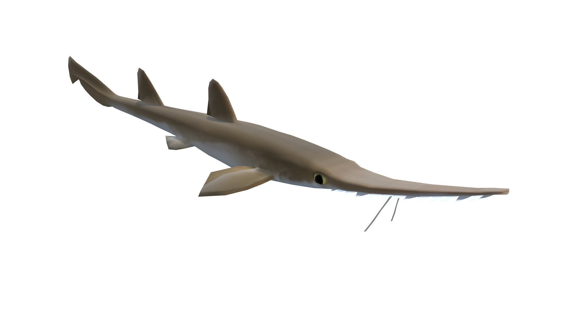 3D Smalltooth Sawfish 3D Model - TurboSquid 2311797