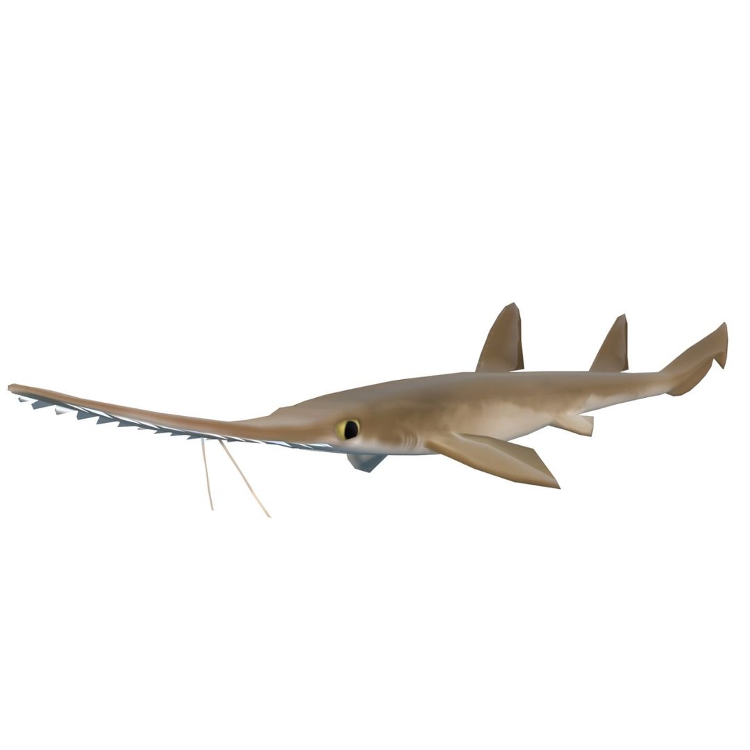 3D Smalltooth Sawfish 3D Model - TurboSquid 2311797