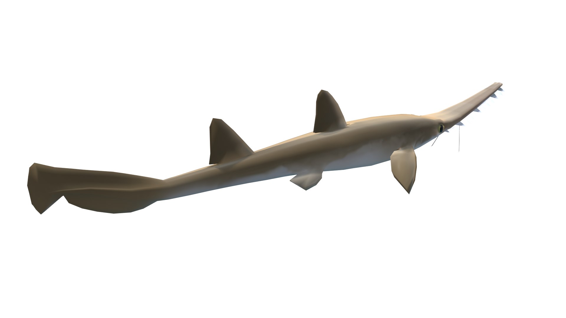3D Smalltooth Sawfish 3D Model - TurboSquid 2311797