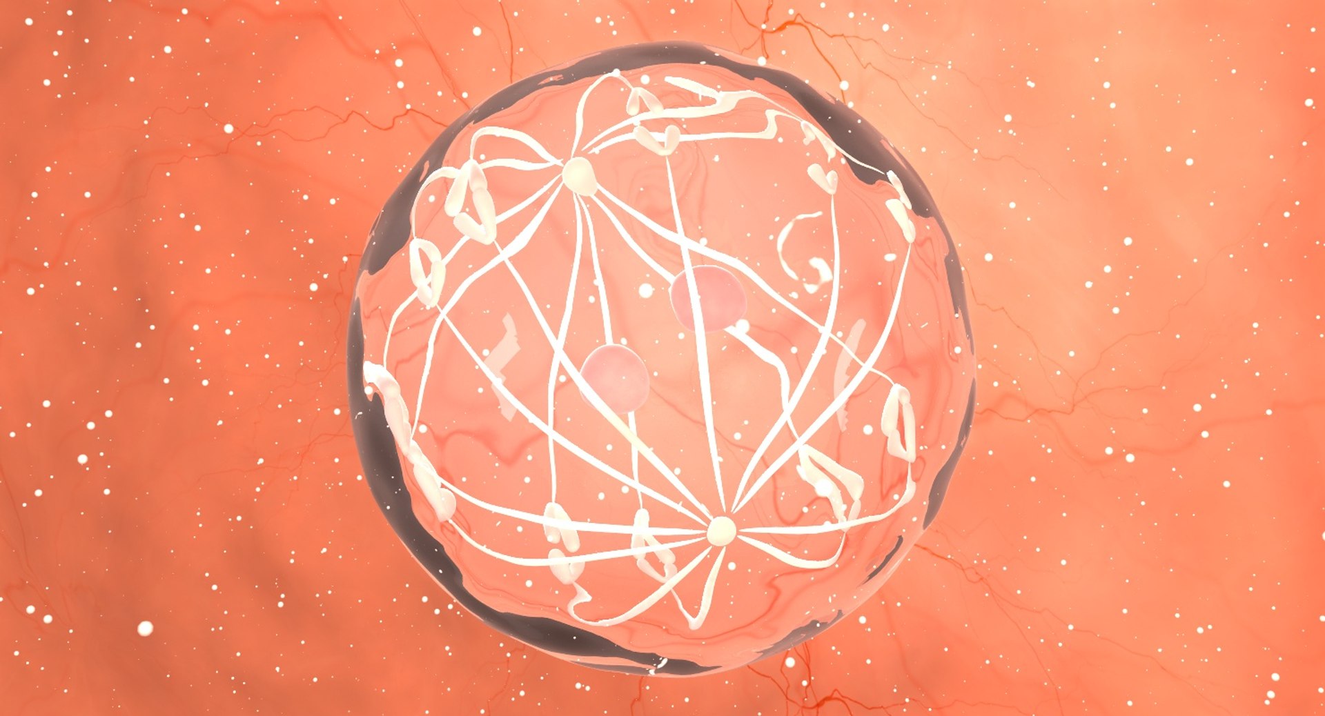 Dividing Egg Cell 3D Model - TurboSquid 1368447