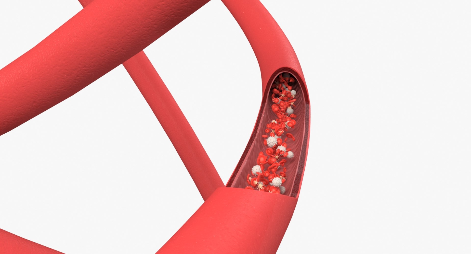 Bloodstream Static 3D Model - TurboSquid 1328016