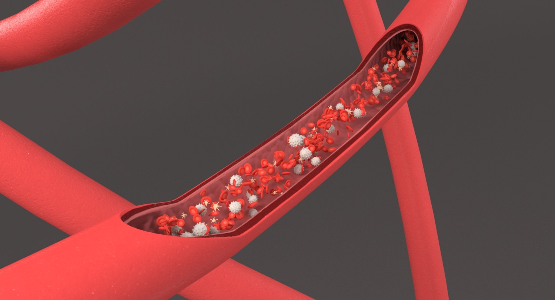 Bloodstream Static 3D Model - TurboSquid 1328016