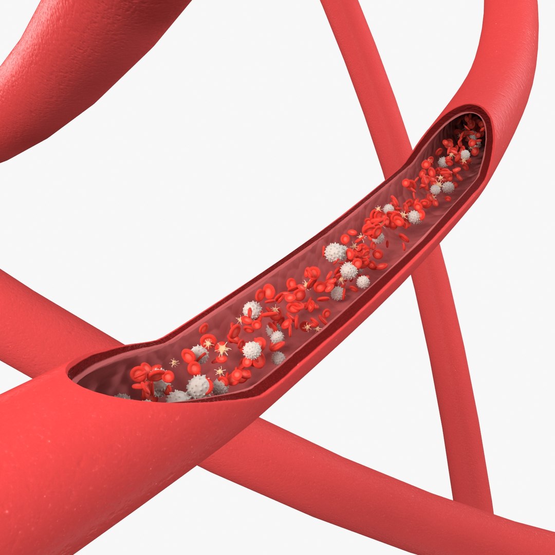 Bloodstream static 3D model - TurboSquid 1328016