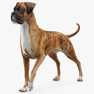 3D Animal Boxer Models - Browse & Download Formats - TurboSquid