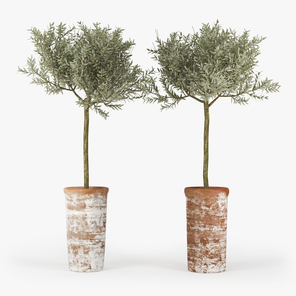 3d model olive trees fruits