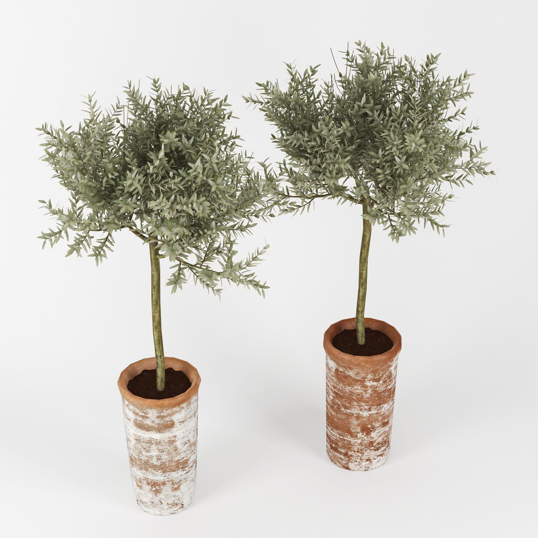 3d Model Olive Tree