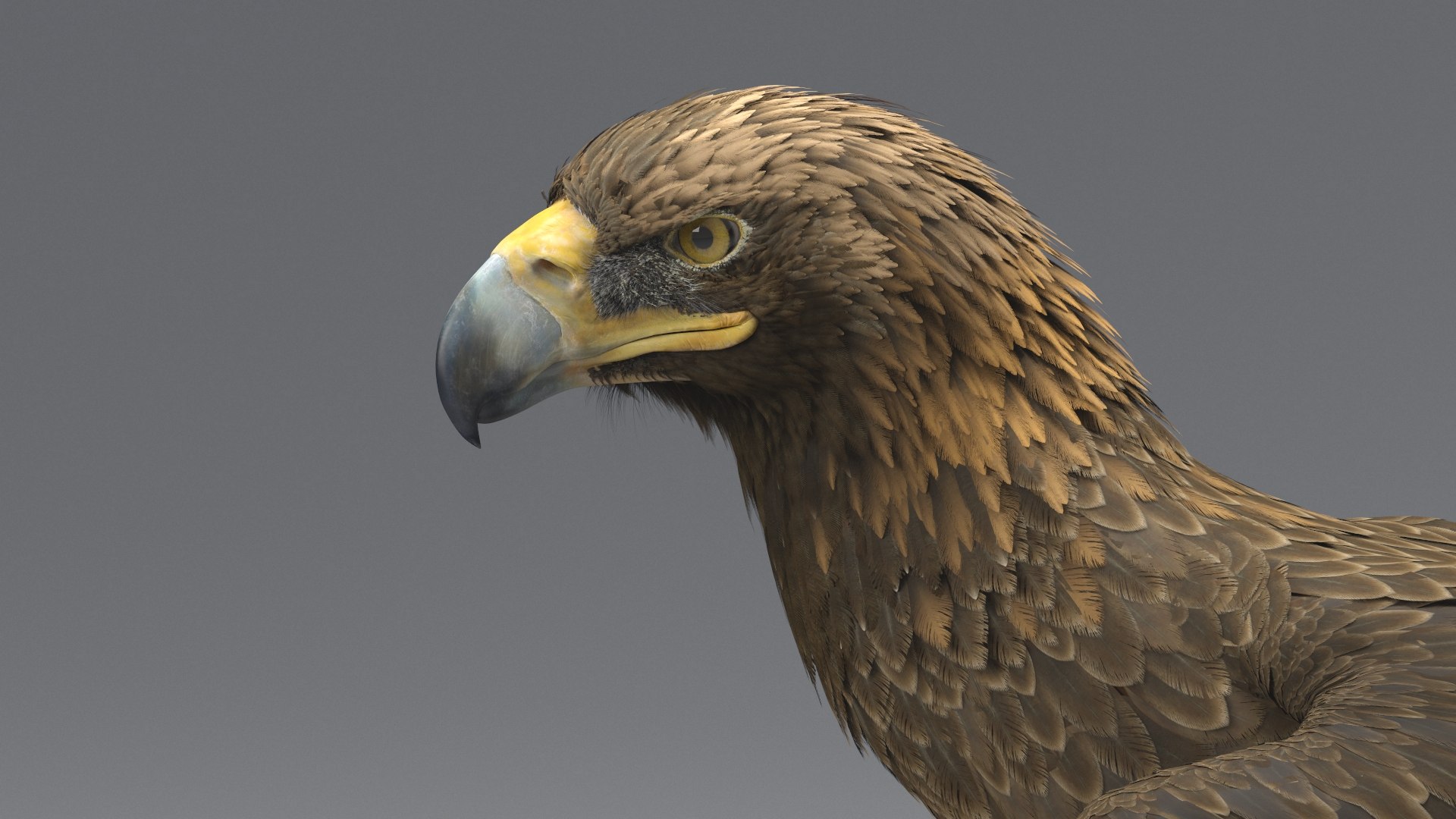Golden eagle animations 3D model - TurboSquid 1442542
