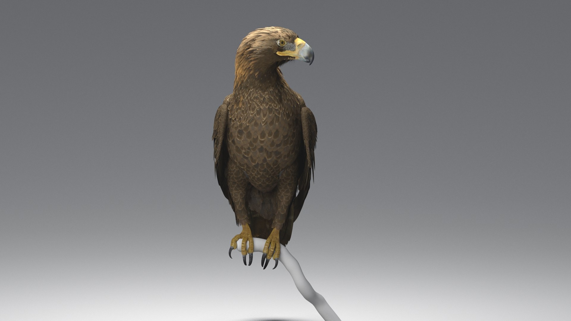 Golden eagle animations 3D model - TurboSquid 1442542