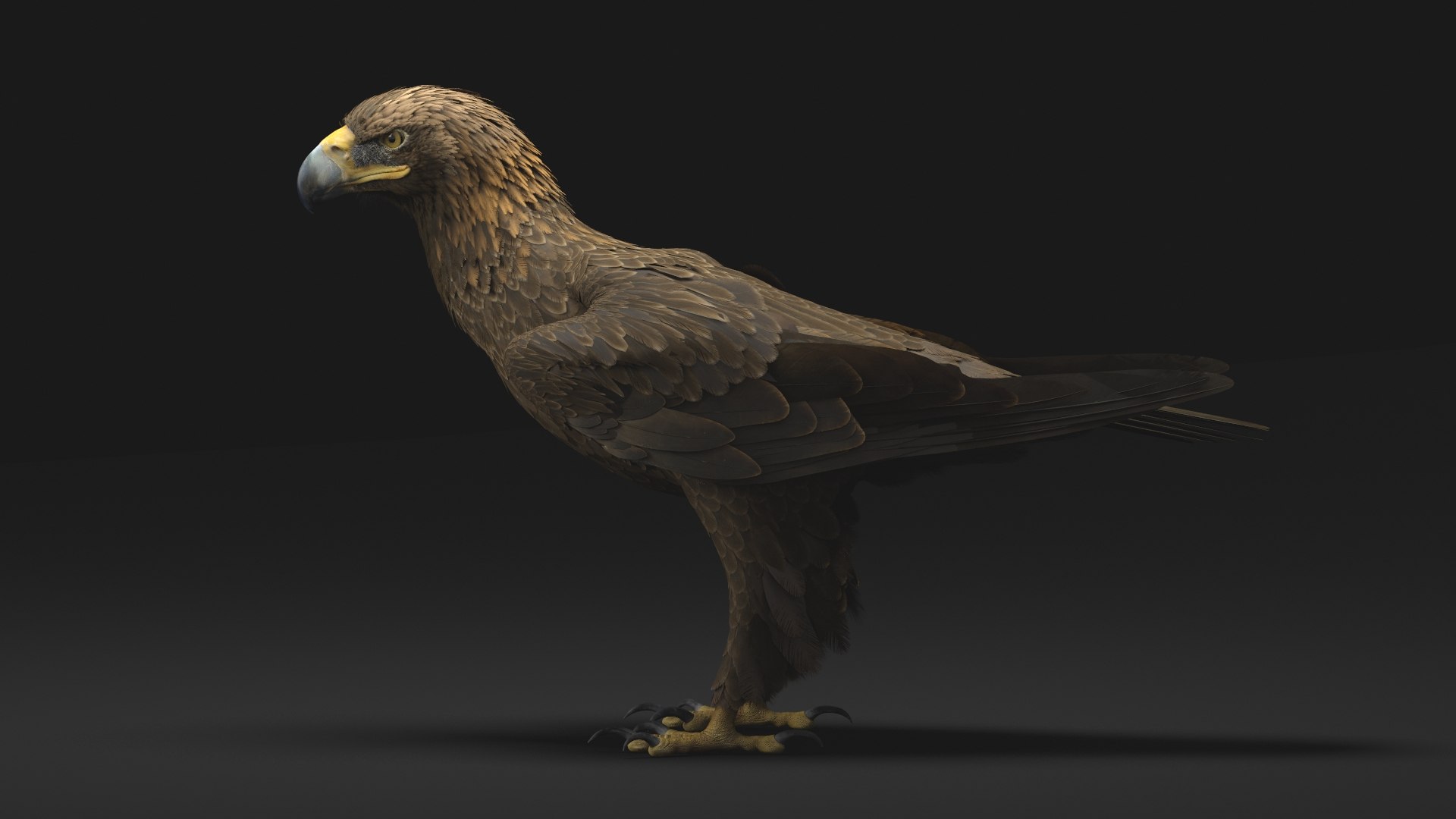 Golden eagle animations 3D model - TurboSquid 1442542