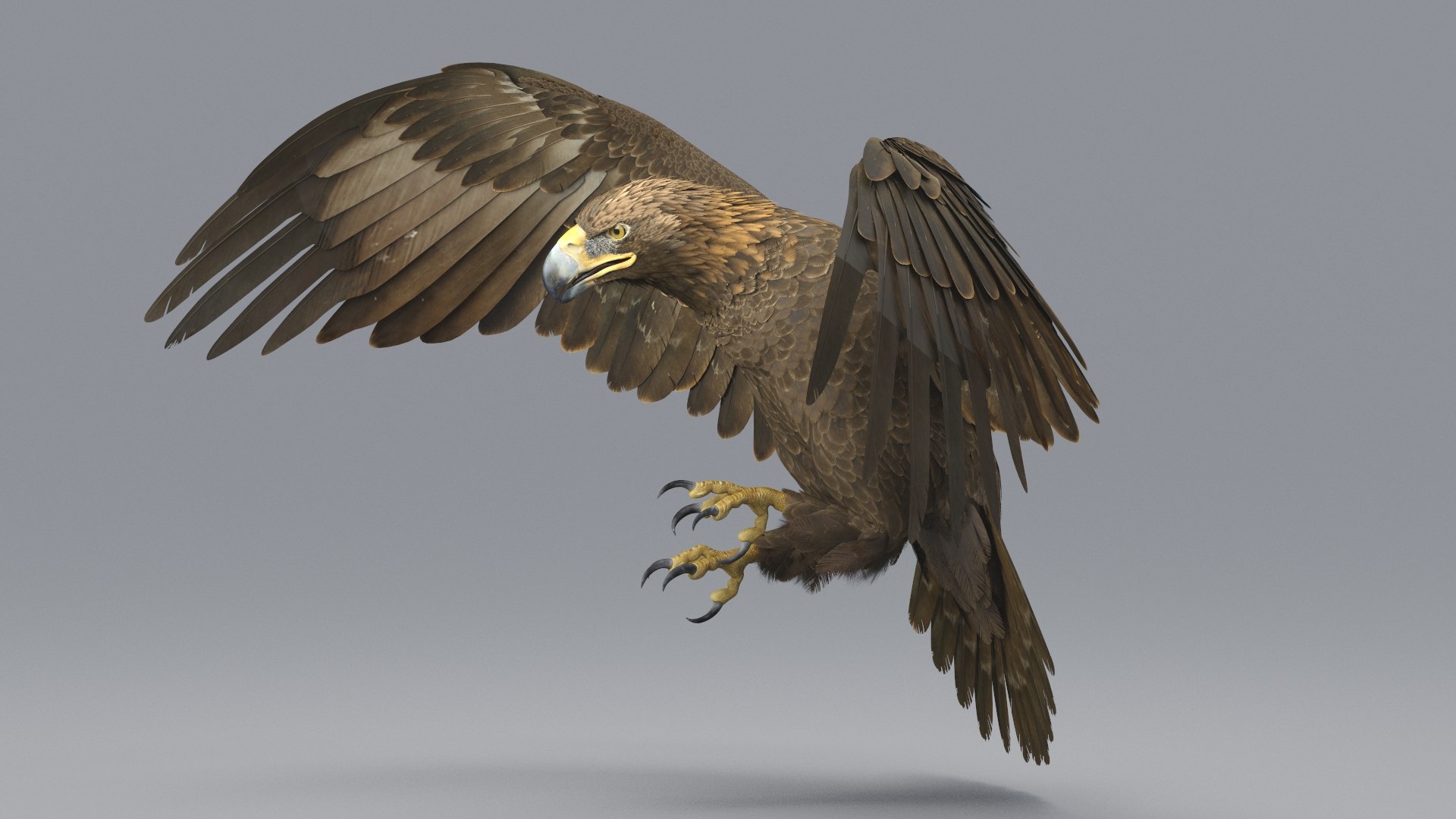 Golden Eagle Animations 3D Model - TurboSquid 1442542