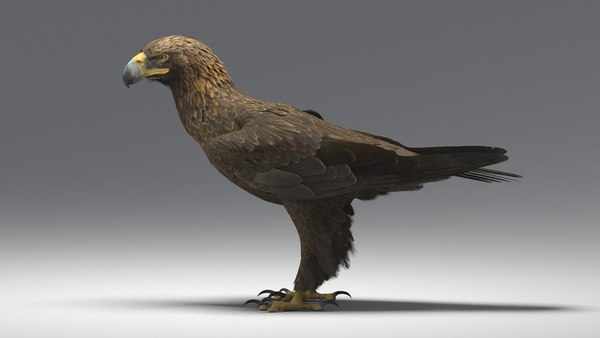 Golden eagle animations 3D model - TurboSquid 1442542