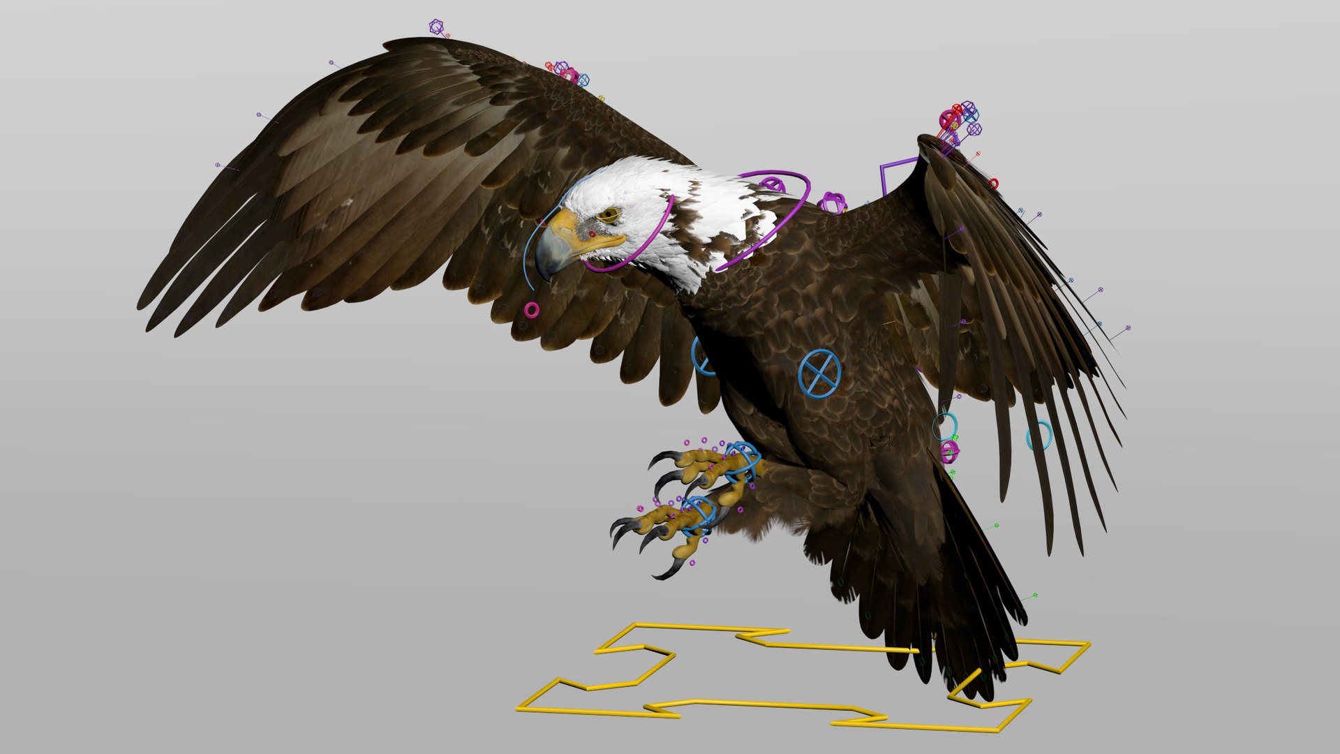 Golden eagle animations 3D model - TurboSquid 1442542