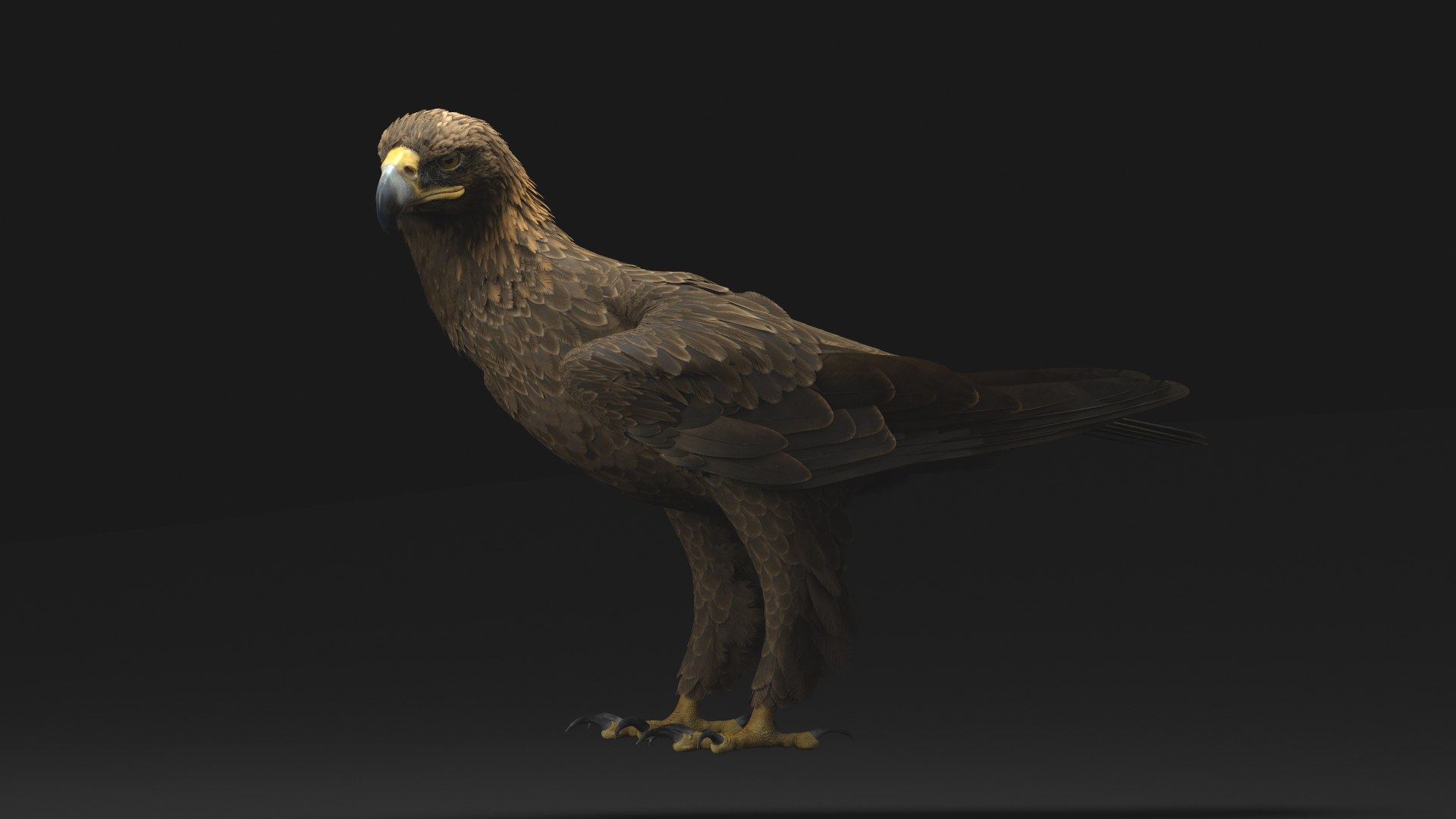 Golden eagle animations 3D model - TurboSquid 1442542