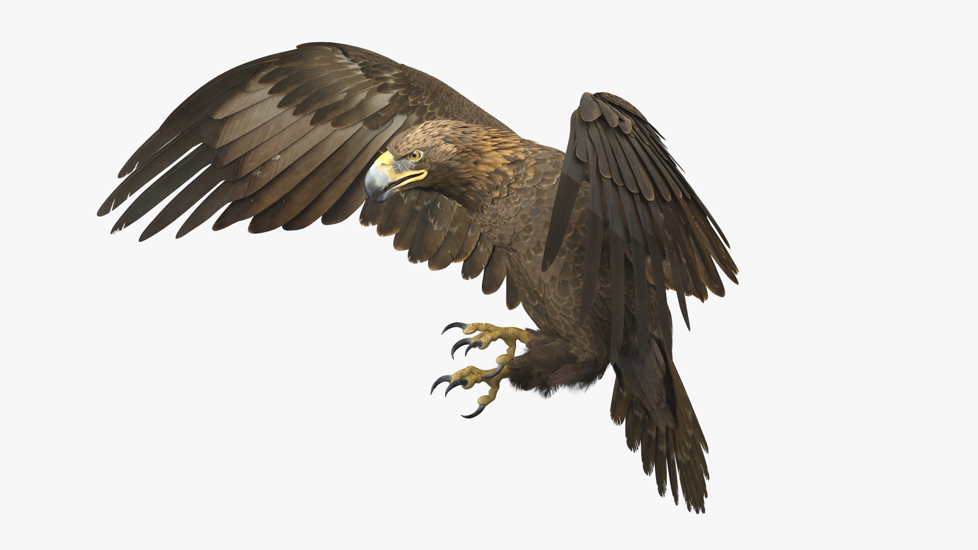 Golden eagle animations 3D model - TurboSquid 1442542