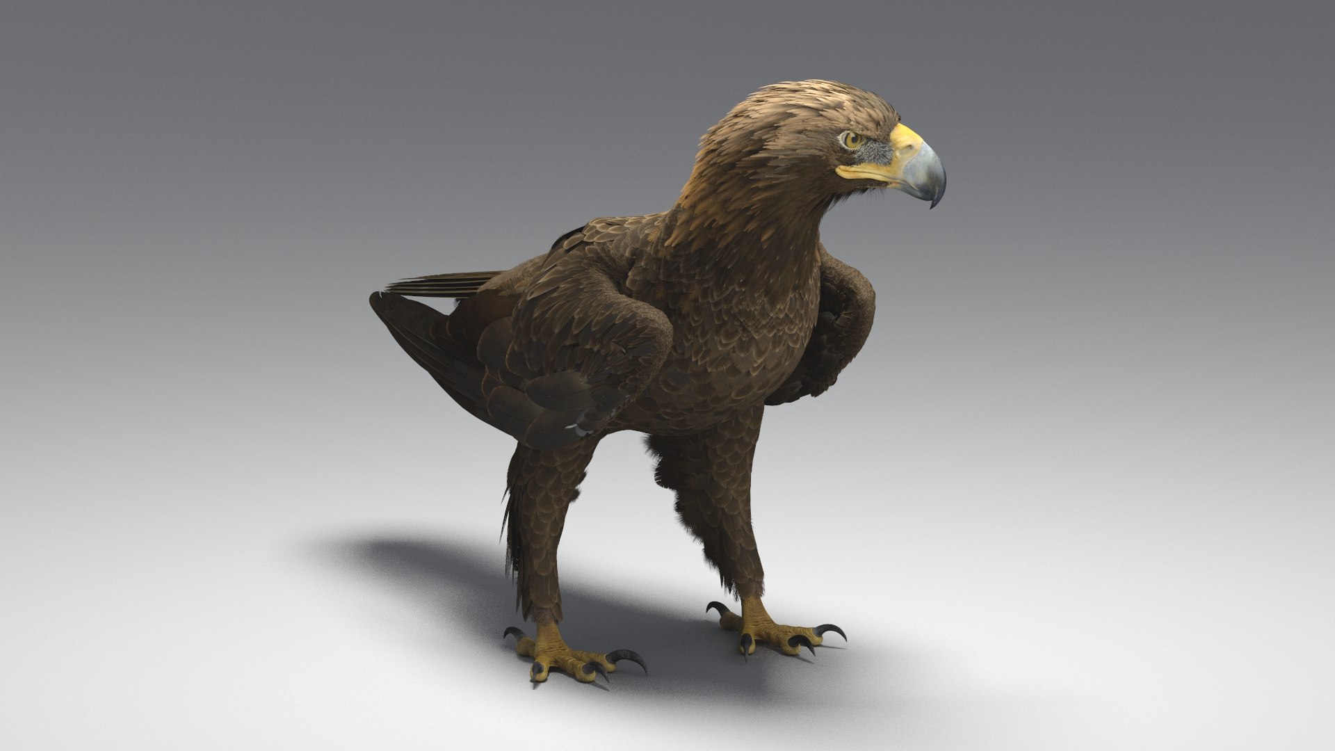 Golden eagle animations 3D model - TurboSquid 1442542