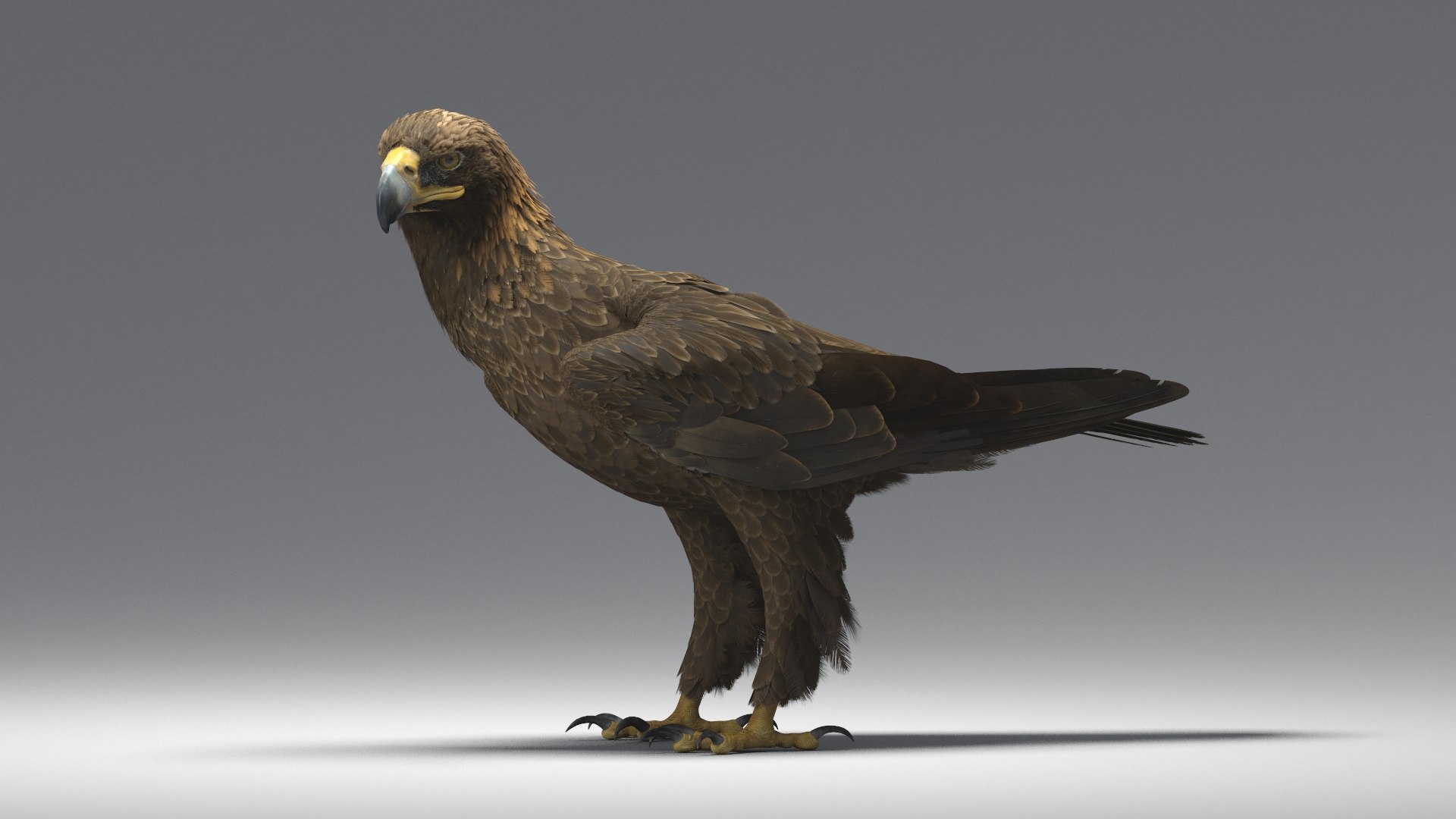 Golden eagle animations 3D model - TurboSquid 1442542
