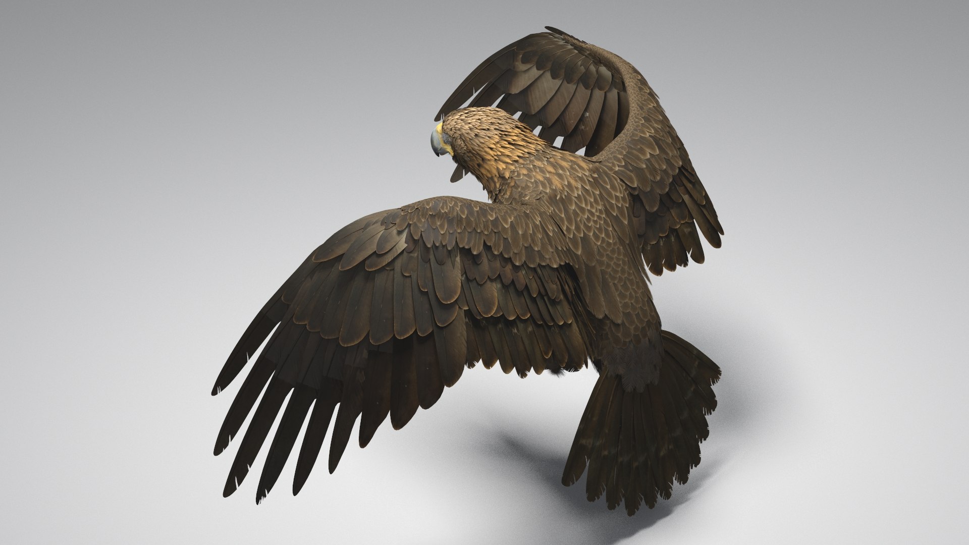 Golden eagle animations 3D model - TurboSquid 1442542