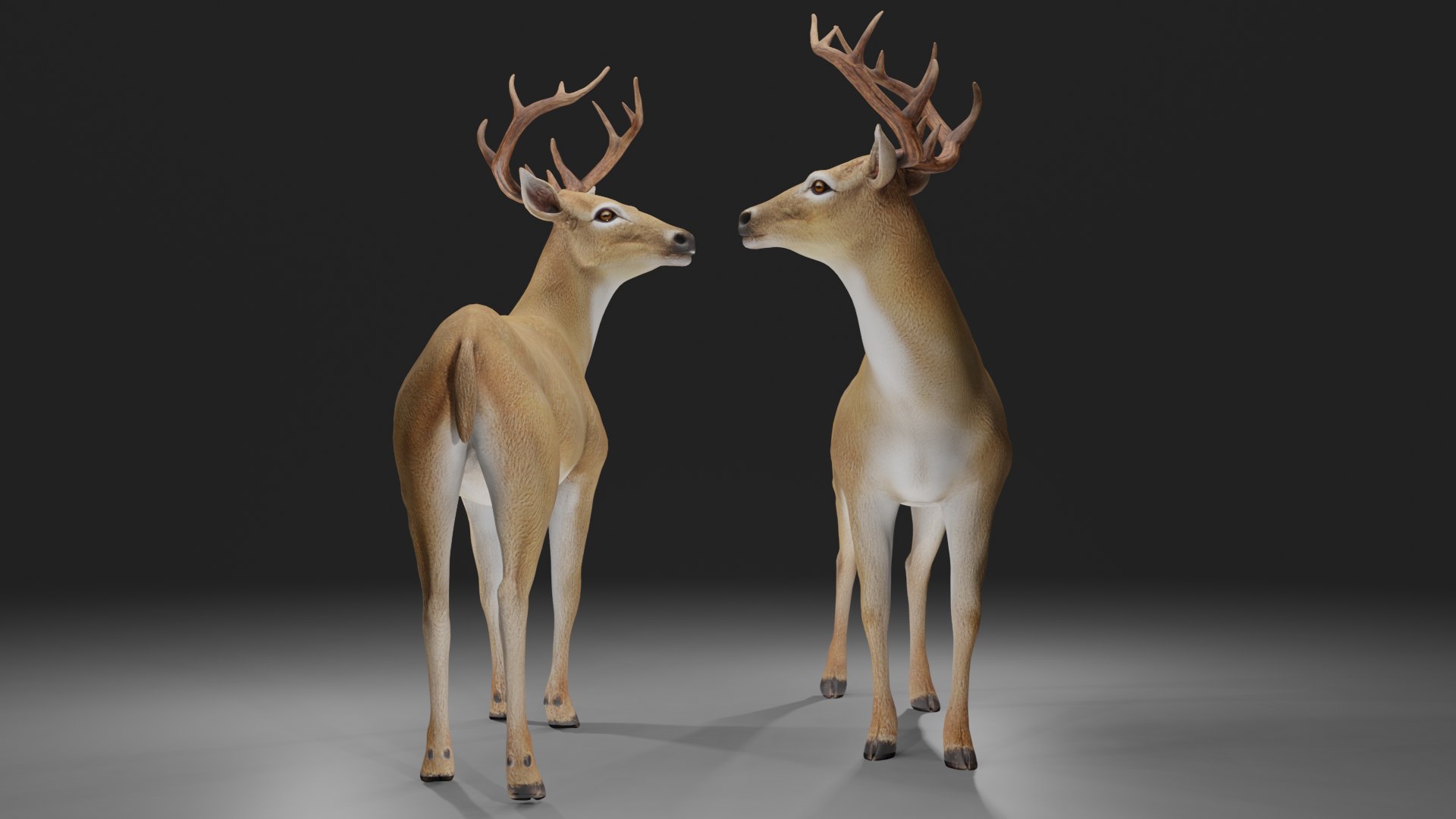 Realistic Deer 3D model 3D model - TurboSquid 2182154