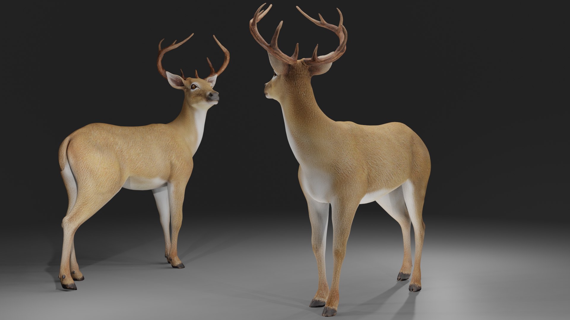 Realistic Deer 3D model 3D model - TurboSquid 2182154