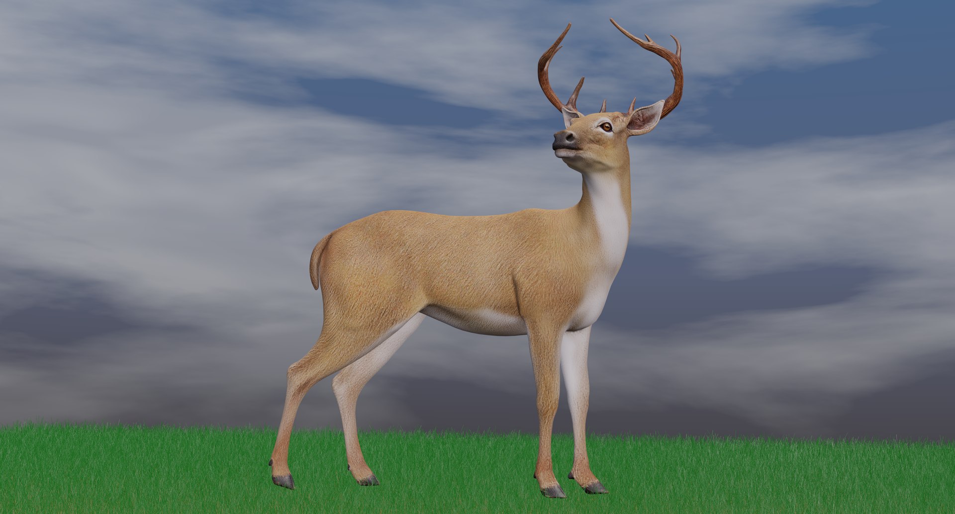 Realistic Deer 3D model 3D model - TurboSquid 2182154