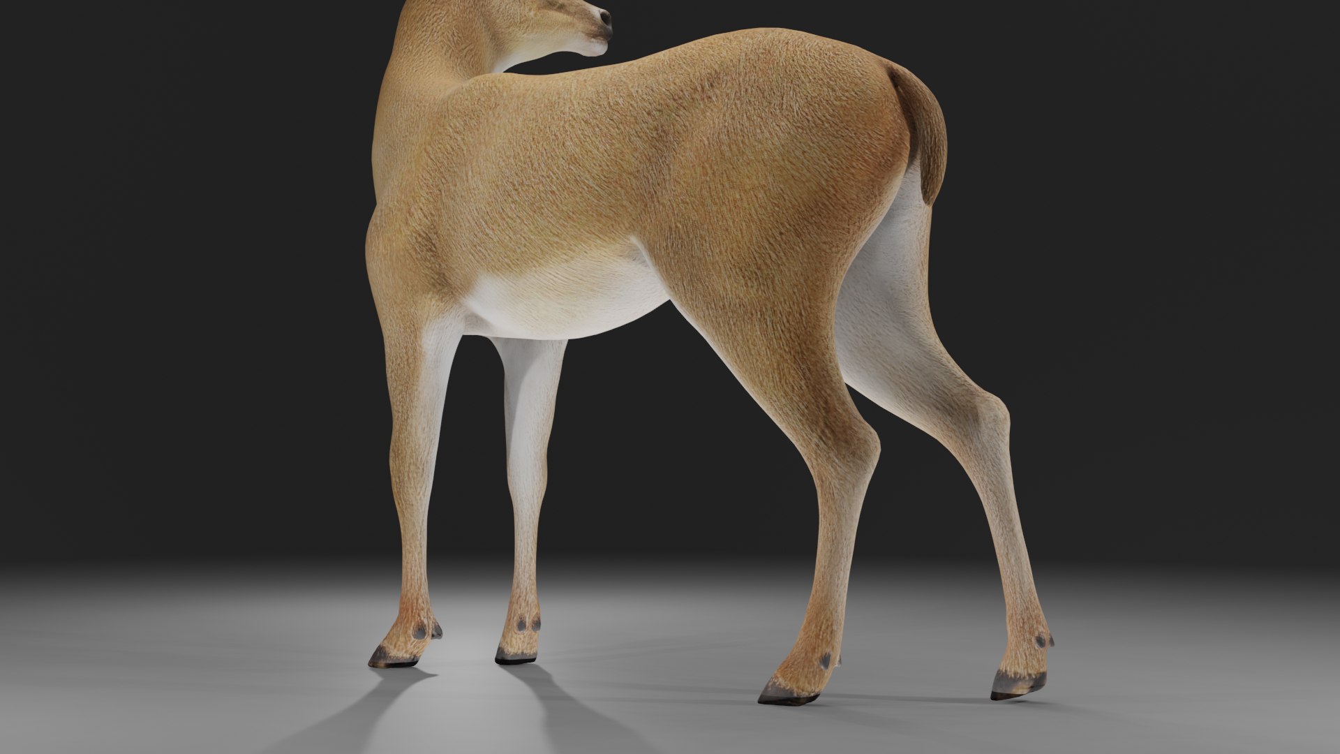 Realistic Deer 3D model 3D model - TurboSquid 2182154