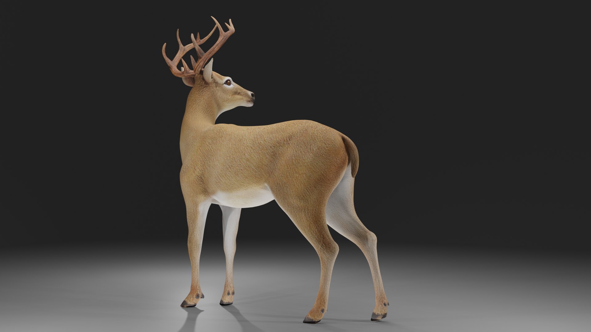 Realistic Deer 3D model 3D model - TurboSquid 2182154