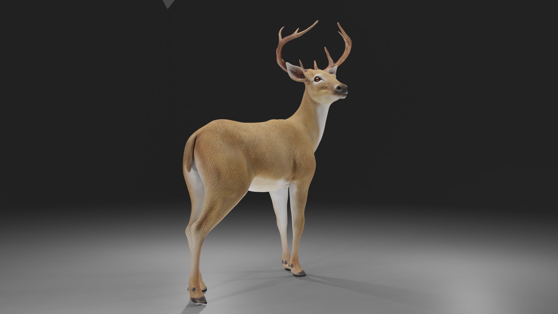 Realistic Deer 3D model 3D model - TurboSquid 2182154
