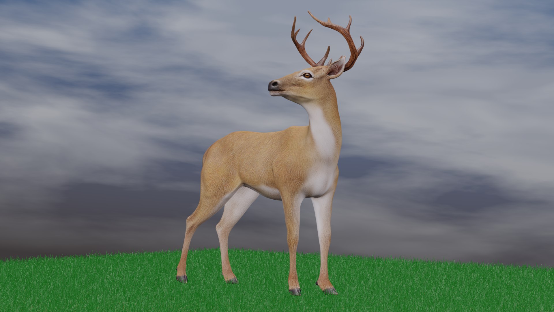 Realistic Deer 3D model 3D model - TurboSquid 2182154