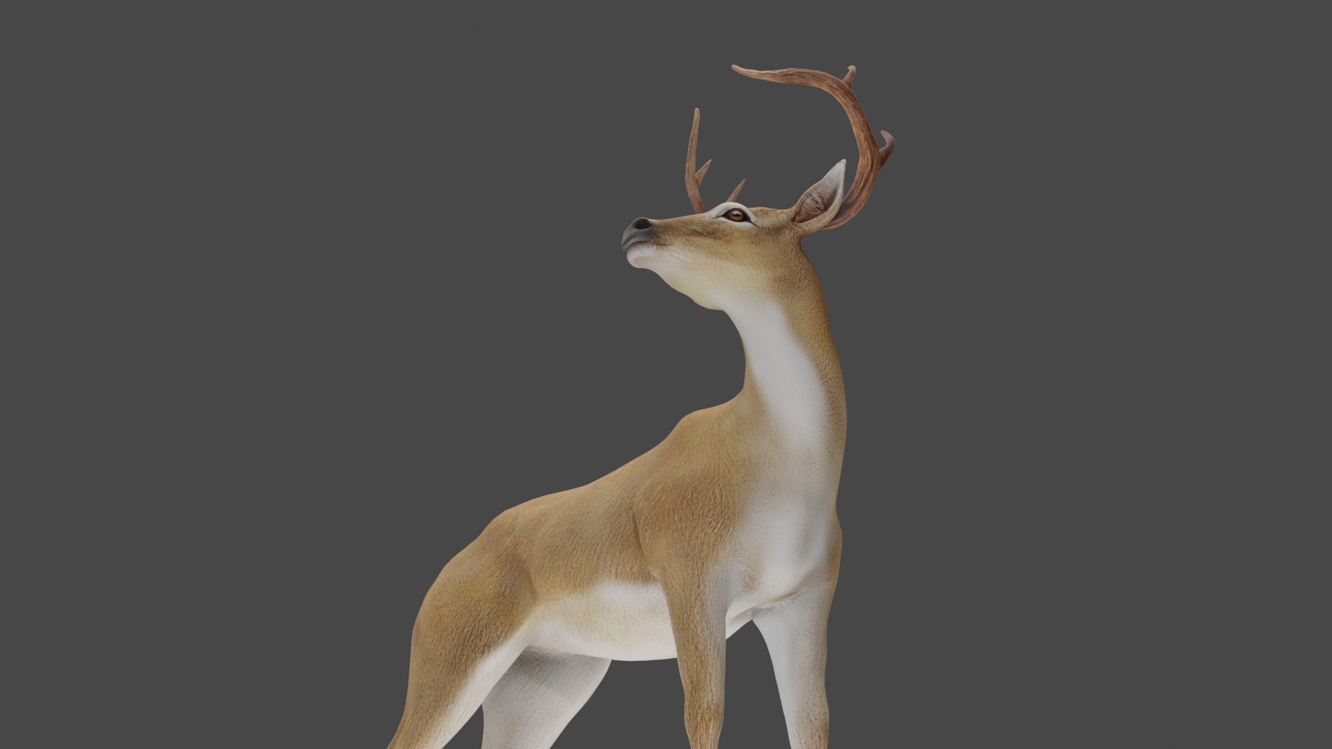 Realistic Deer 3D model 3D model - TurboSquid 2182154