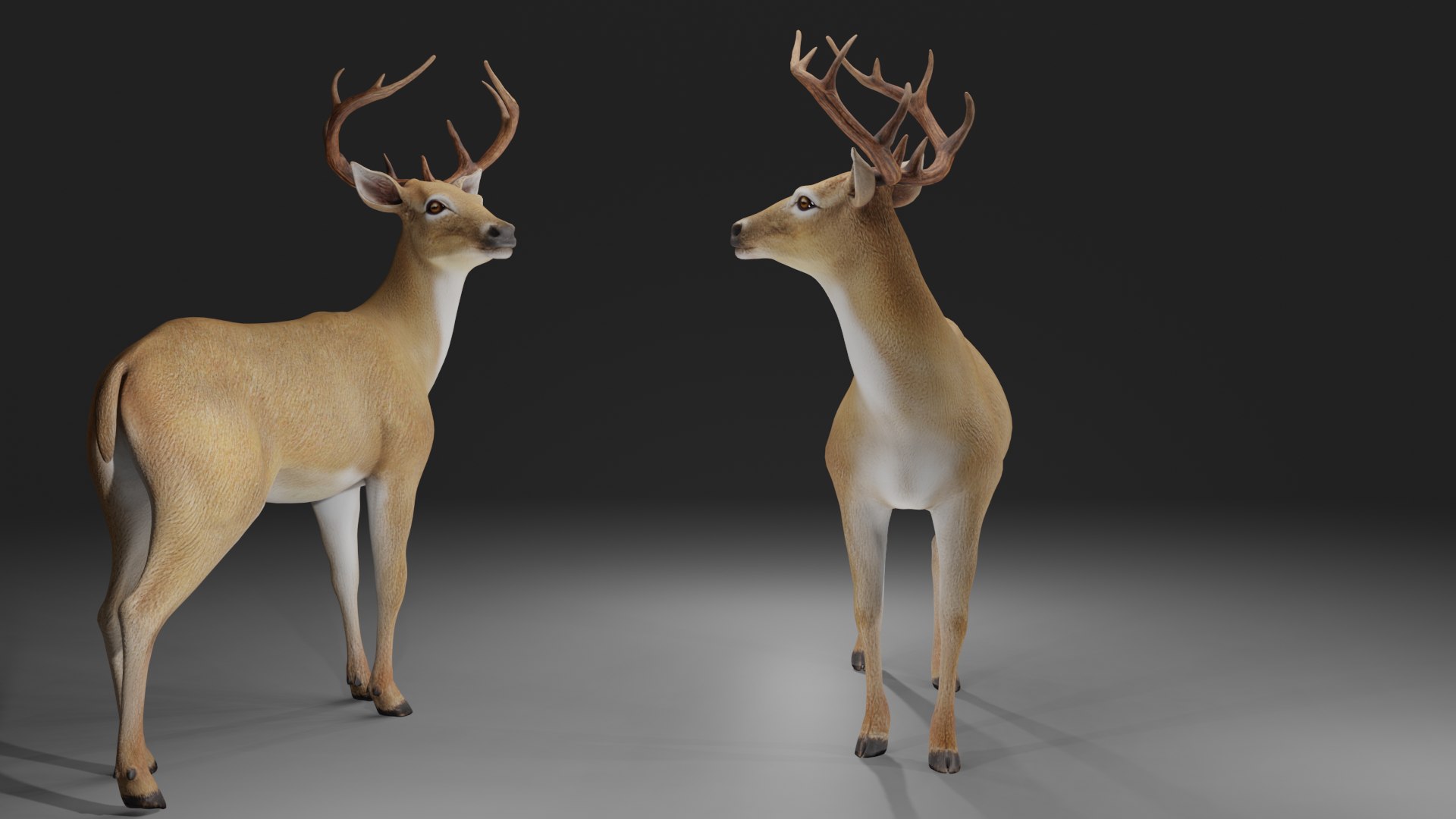 Realistic Deer 3D model 3D model - TurboSquid 2182154