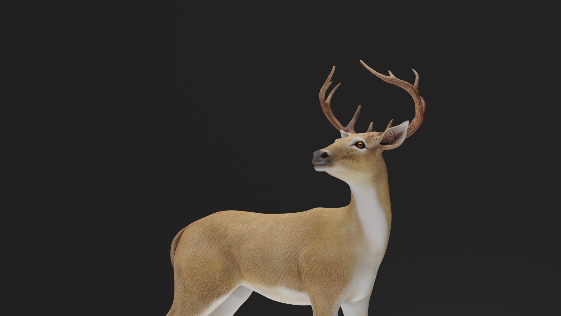 Realistic Deer 3D model 3D model - TurboSquid 2182154