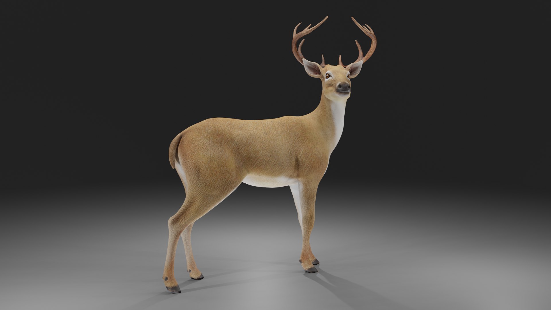 Realistic Deer 3D model 3D model - TurboSquid 2182154