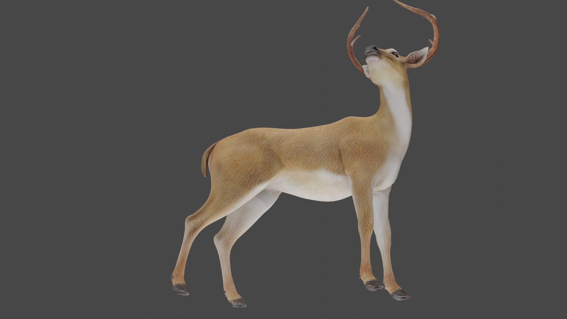 Realistic Deer 3D model 3D model - TurboSquid 2182154