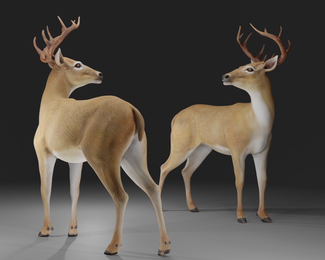 Realistic Deer 3D model 3D model - TurboSquid 2182154