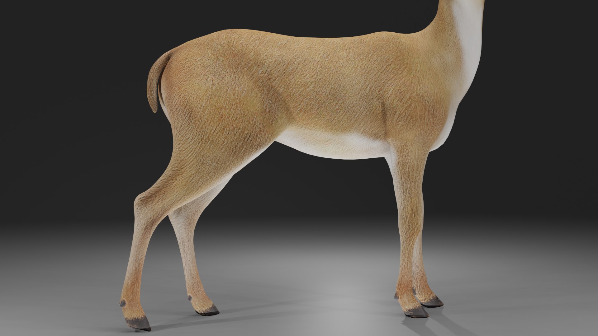 Realistic Deer 3D model 3D model - TurboSquid 2182154