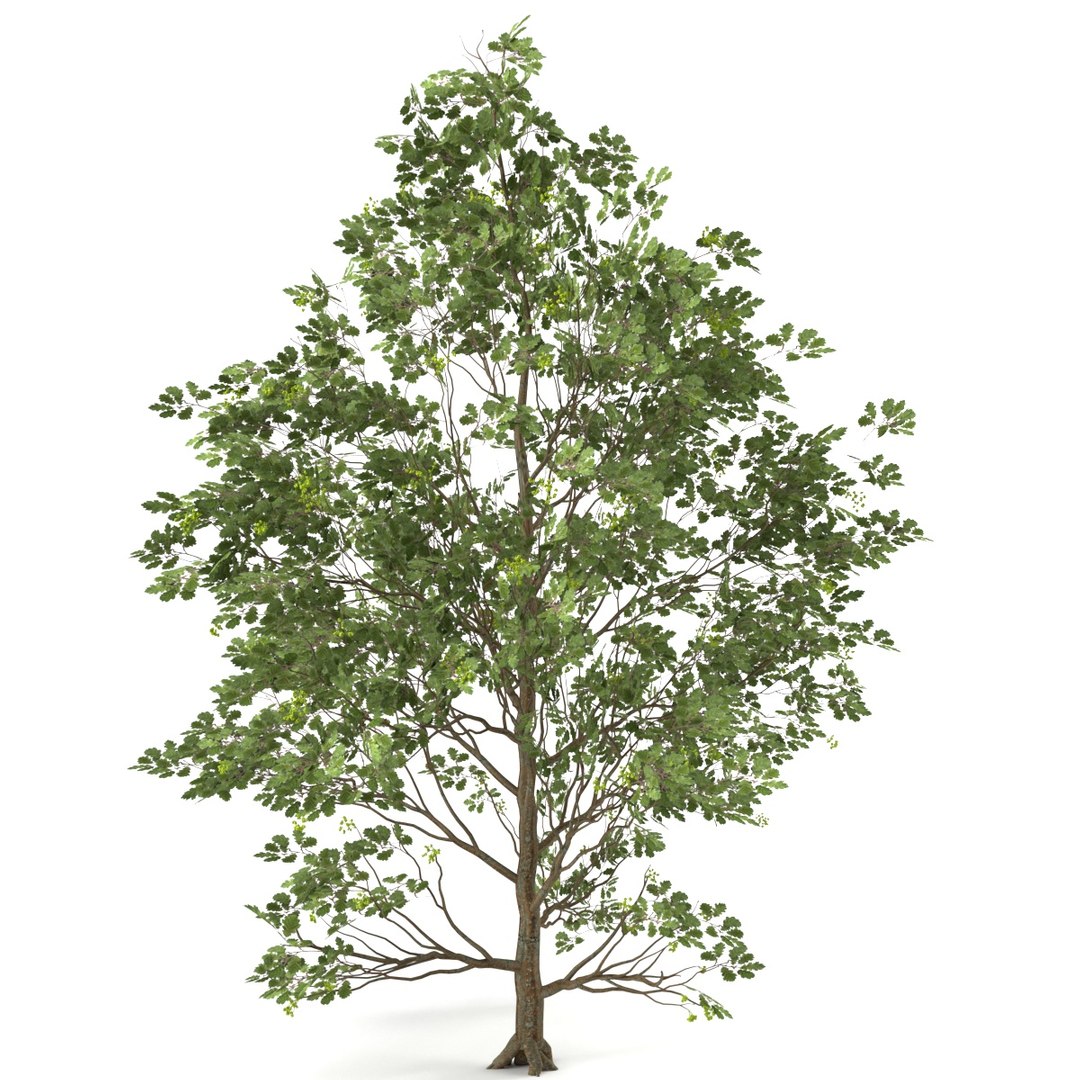 3D Oak Tree Model - TurboSquid 1642283