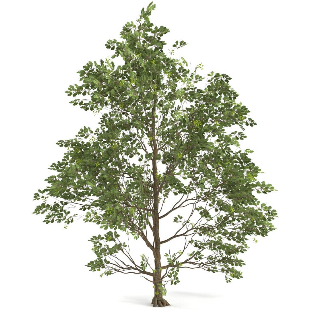 3D Oak Tree Model - TurboSquid 1642283