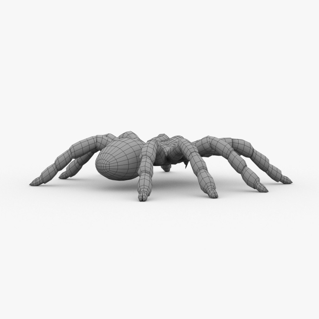 3D tarantula basemesh - TurboSquid 2007173