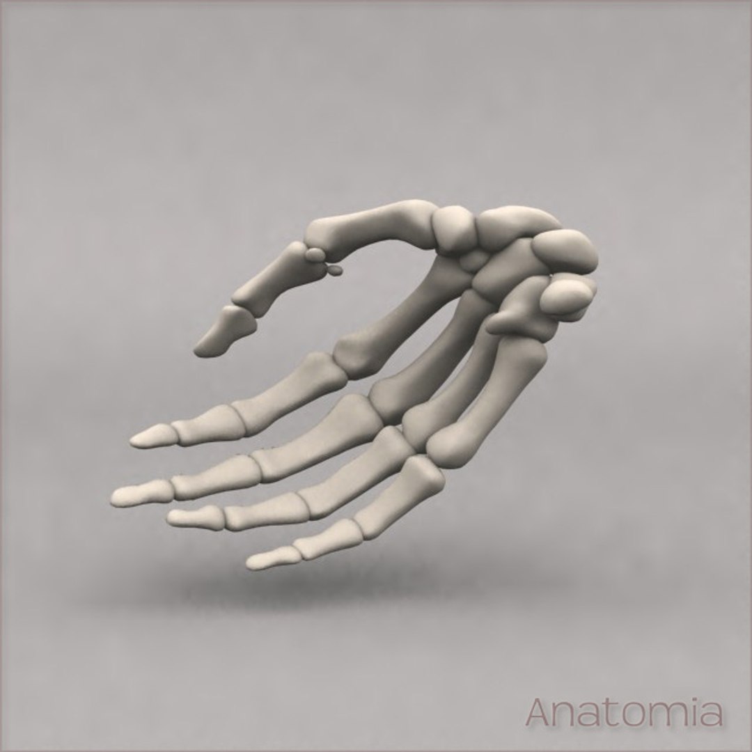 3d Male Human Hand Skeleton Bone Model
