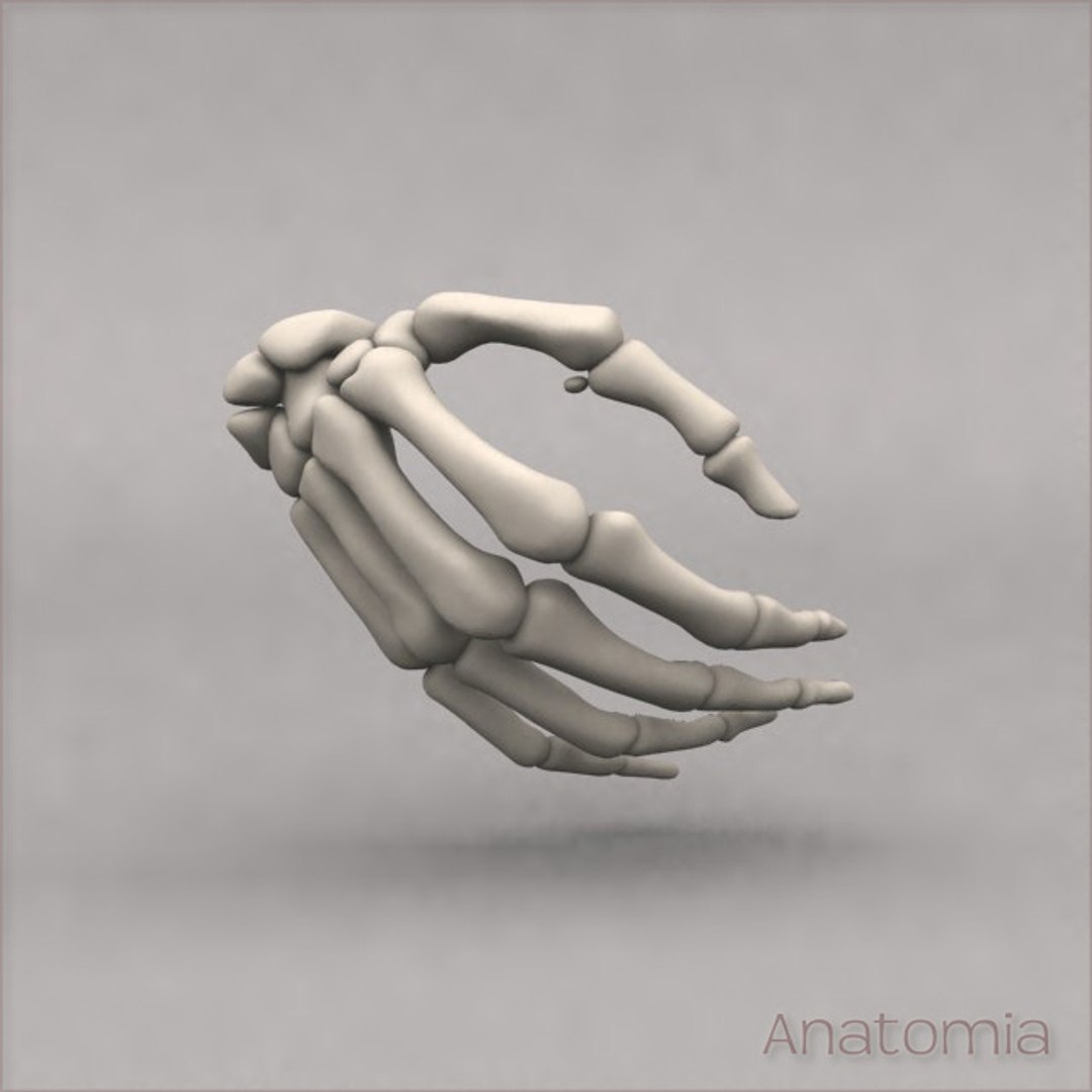 3d Male Human Hand Skeleton Bone Model
