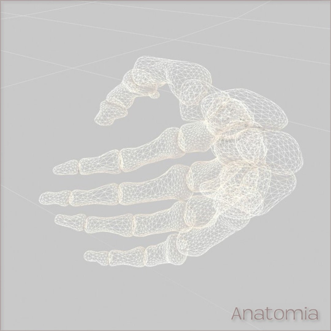 3d Male Human Hand Skeleton Bone Model