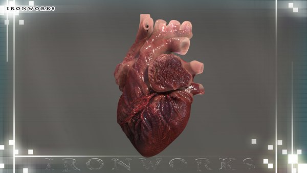 heart diagram 3d model
