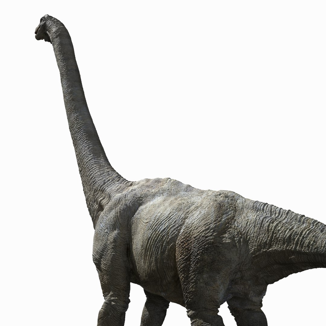 3D Brachiosaurus V-ray Rigged - TurboSquid 1233093